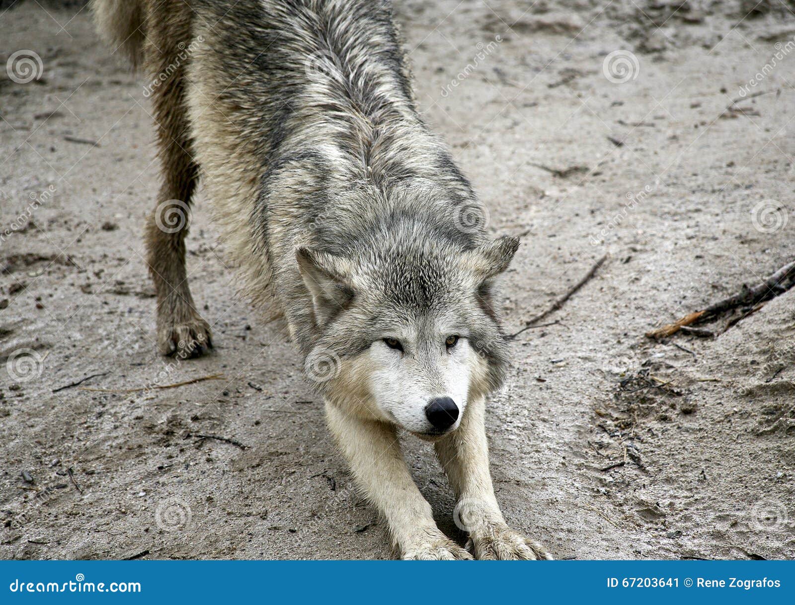 Grey wolf stock image. Image of wolfs, hunters, face - 67203641
