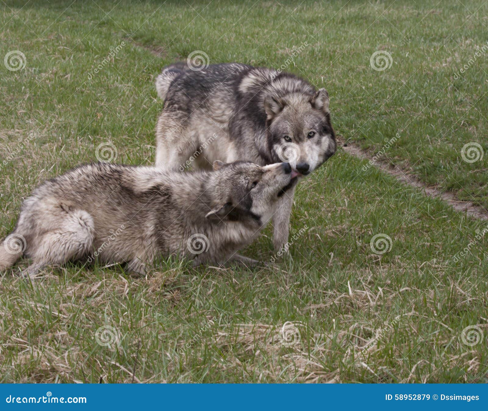 Grey Wolf Alpha Male imagem de stock. Imagem de comportamento - 58952879