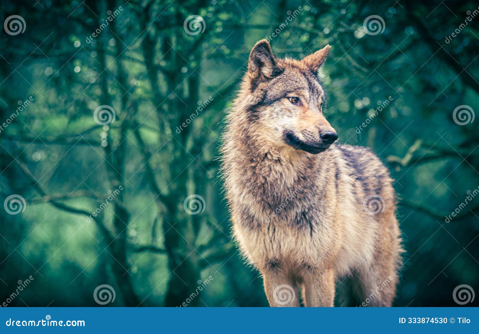 Grey Wolf Standing in the Forest Stock Photo - Image of standing, lupus ...
