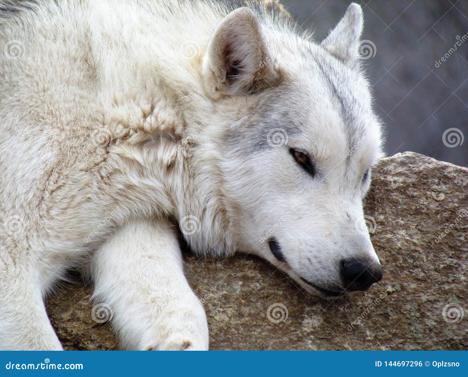 Grey wolf stock photo. Image of sleeping, wolf, grey - 144697296