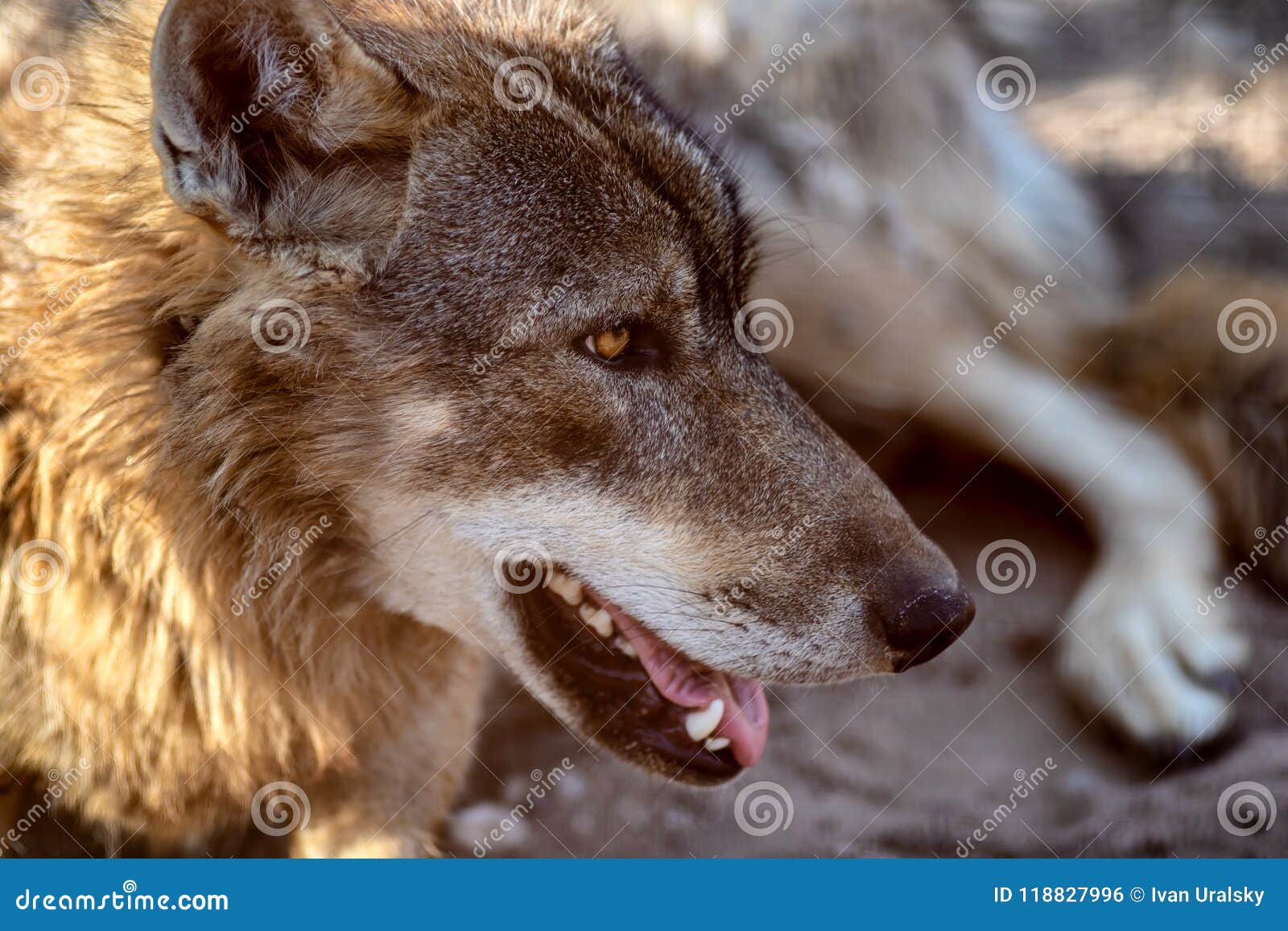 Grey Wolf Animal Portrait in Sunset Light Stock Photo - Image of north ...