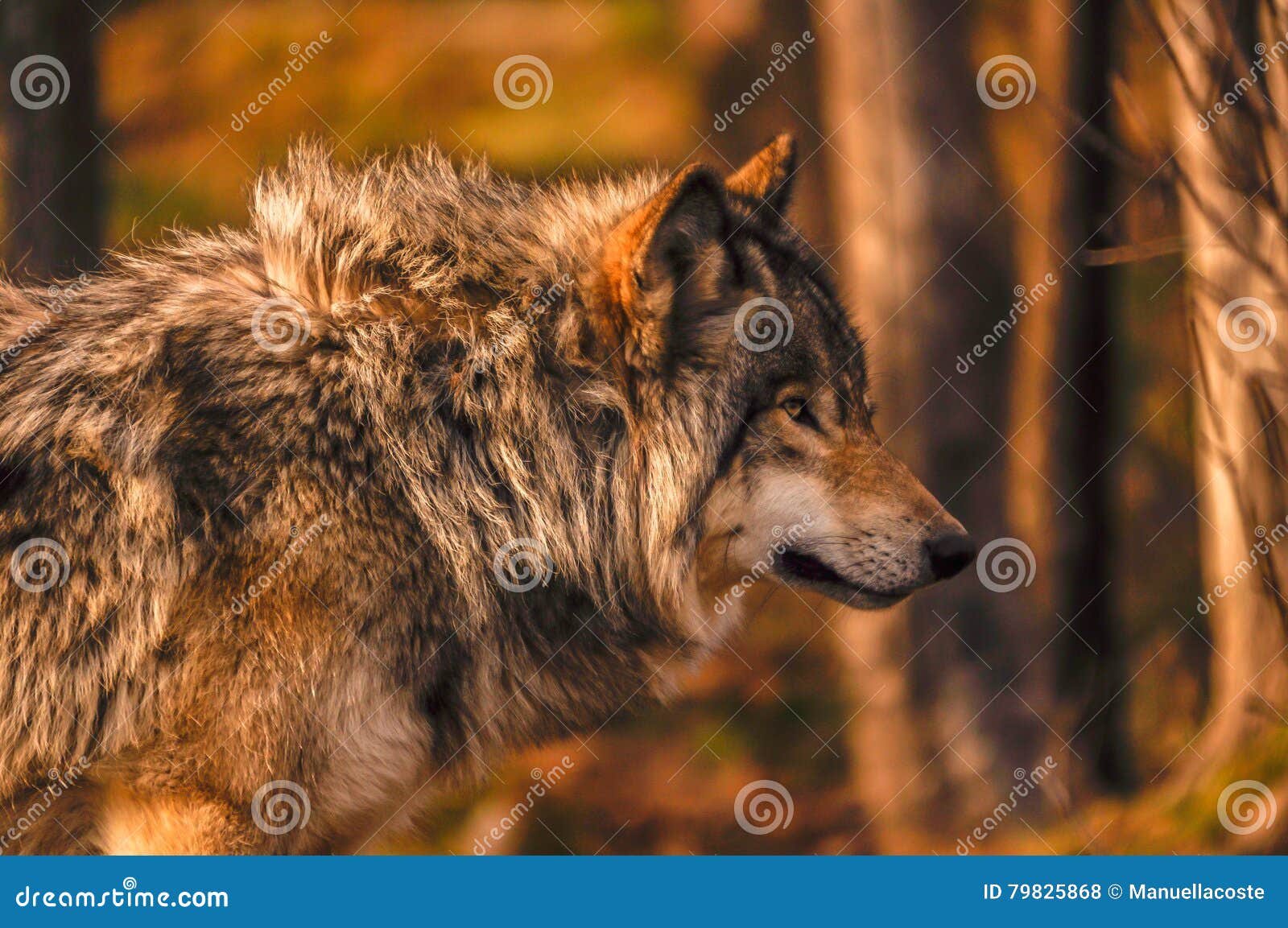 Grey Wolf in Autumn in Quebec, Canada. Stock Photo - Image of canine ...