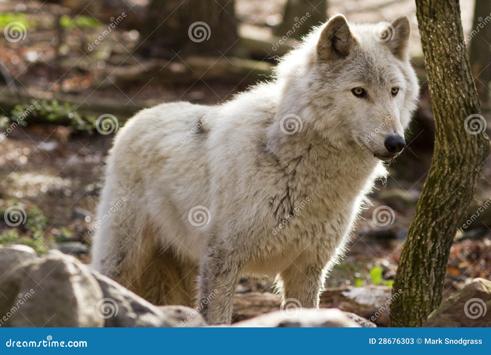 Grey Wolf backlit stock image. Image of prey, alert, staring - 28676303