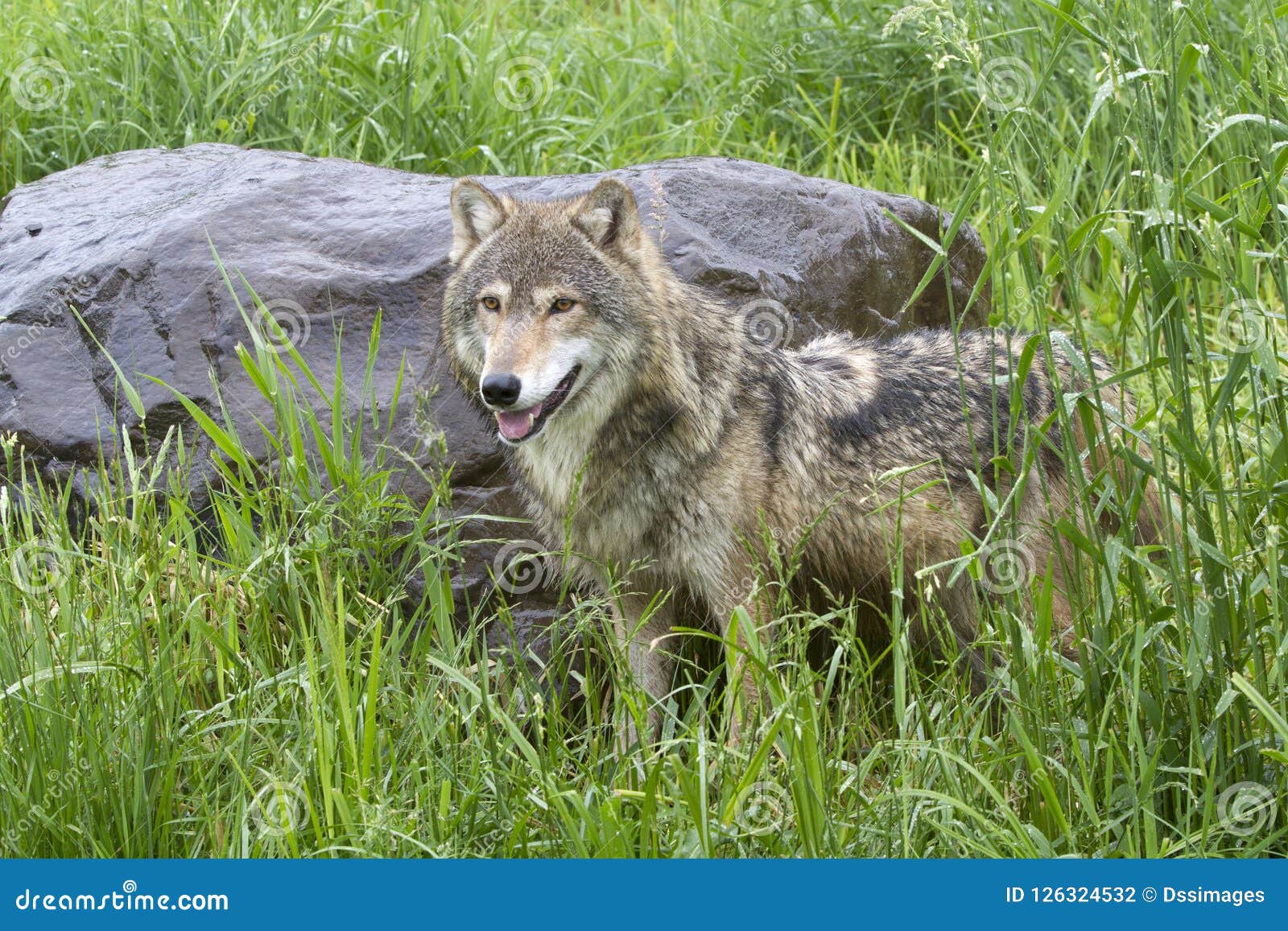 Grey Wolf Standing in Tall Grass beside a Boulder Stock Photo - Image ...