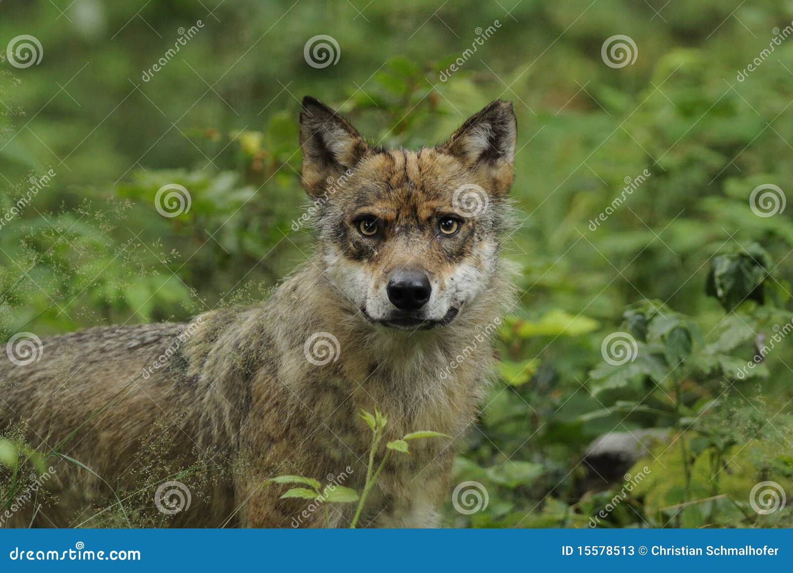 Grey Wolf ( Canis lupus ) stock image. Image of nature - 15578513