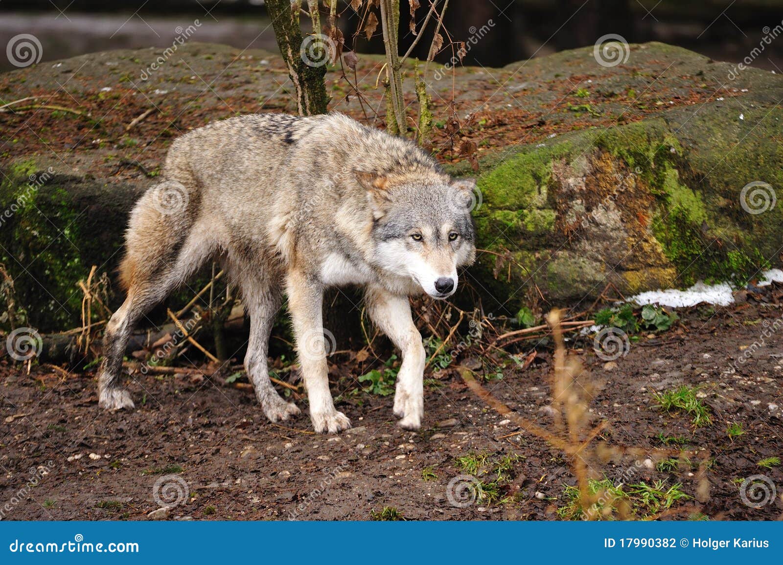 Grey wolf (Canis lupus) stock photo. Image of predator - 17990382