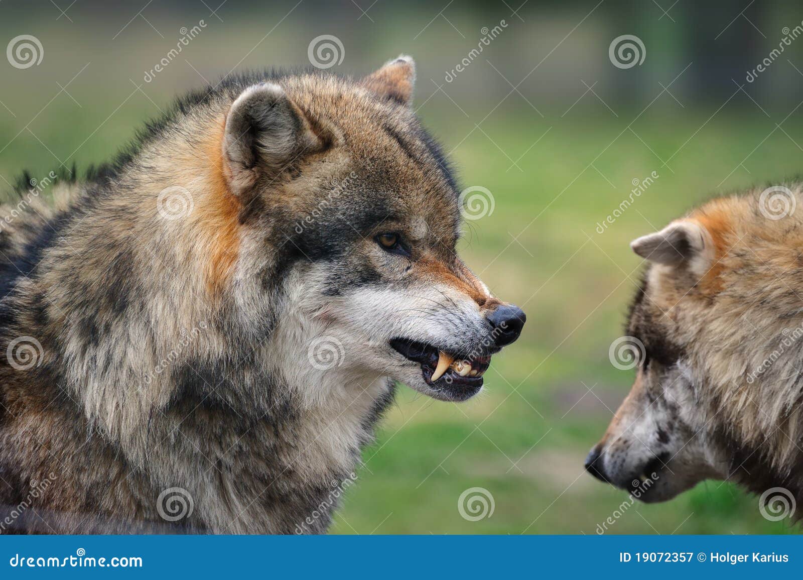 Grey Wolf (Canis Lupus) Royalty Free Stock Photography - Image: 19072357