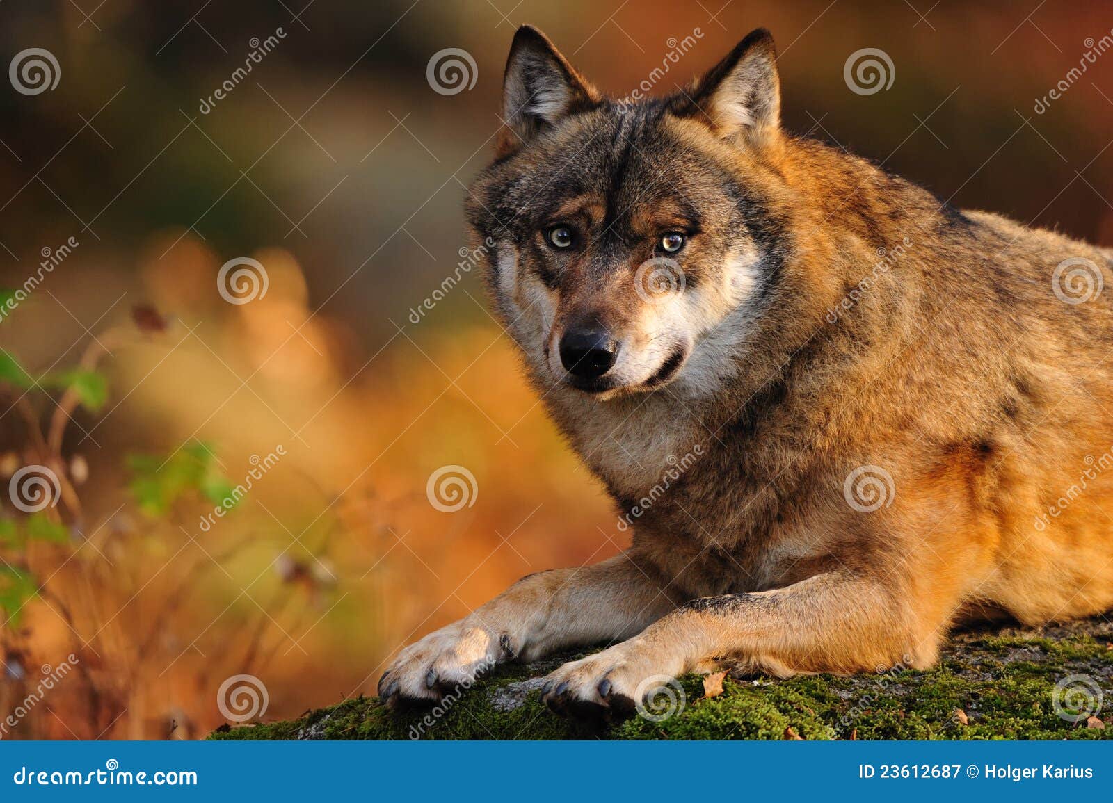 Grey wolf (Canis lupus) stock image. Image of animal - 23612687