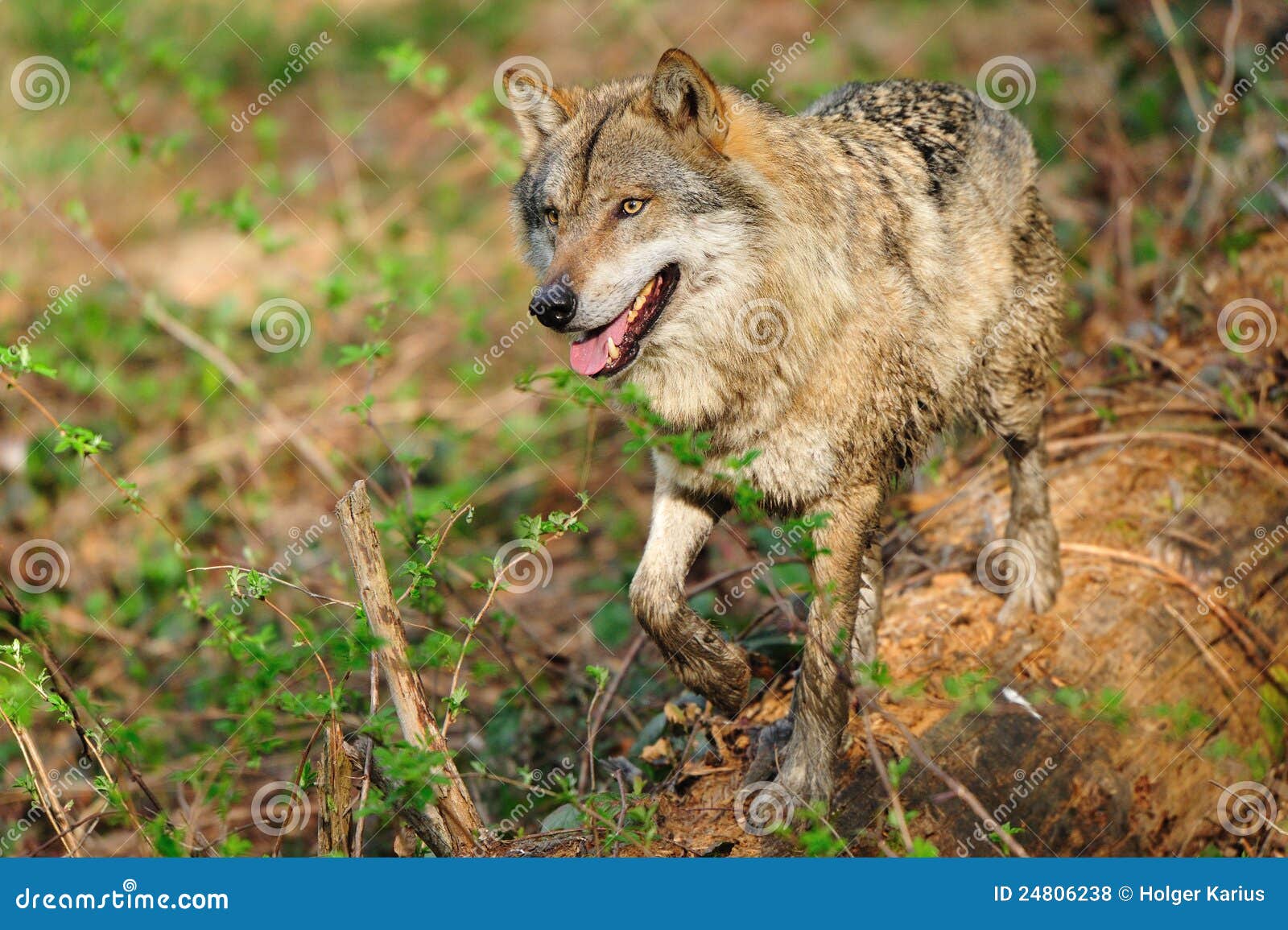 Grey Wolf (Canis lupus) stock photo. Image of wolf, coat - 24806238