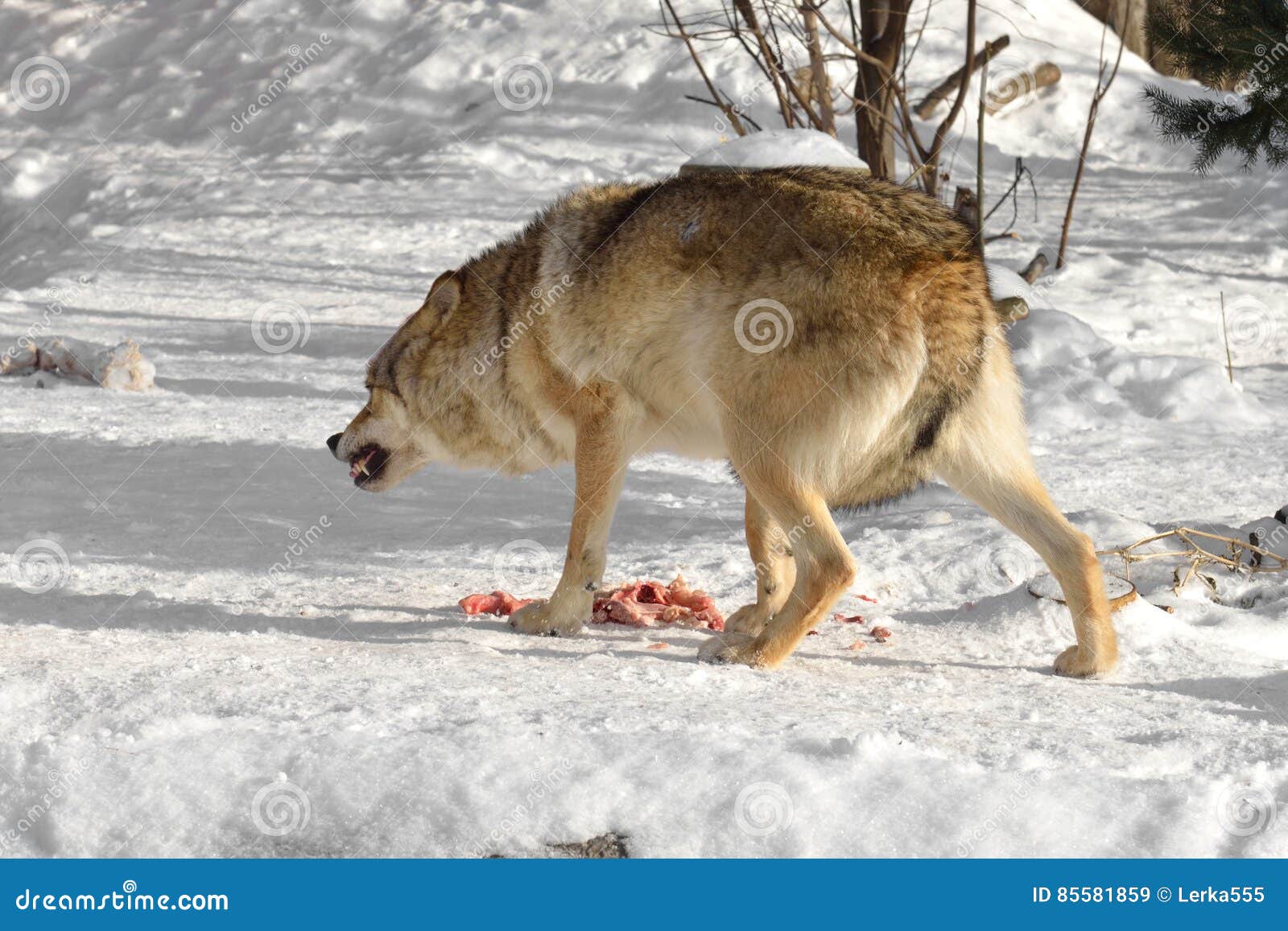 Grey Wolf Canis Lupus in Aggressive Posture Stock Image - Image of ...