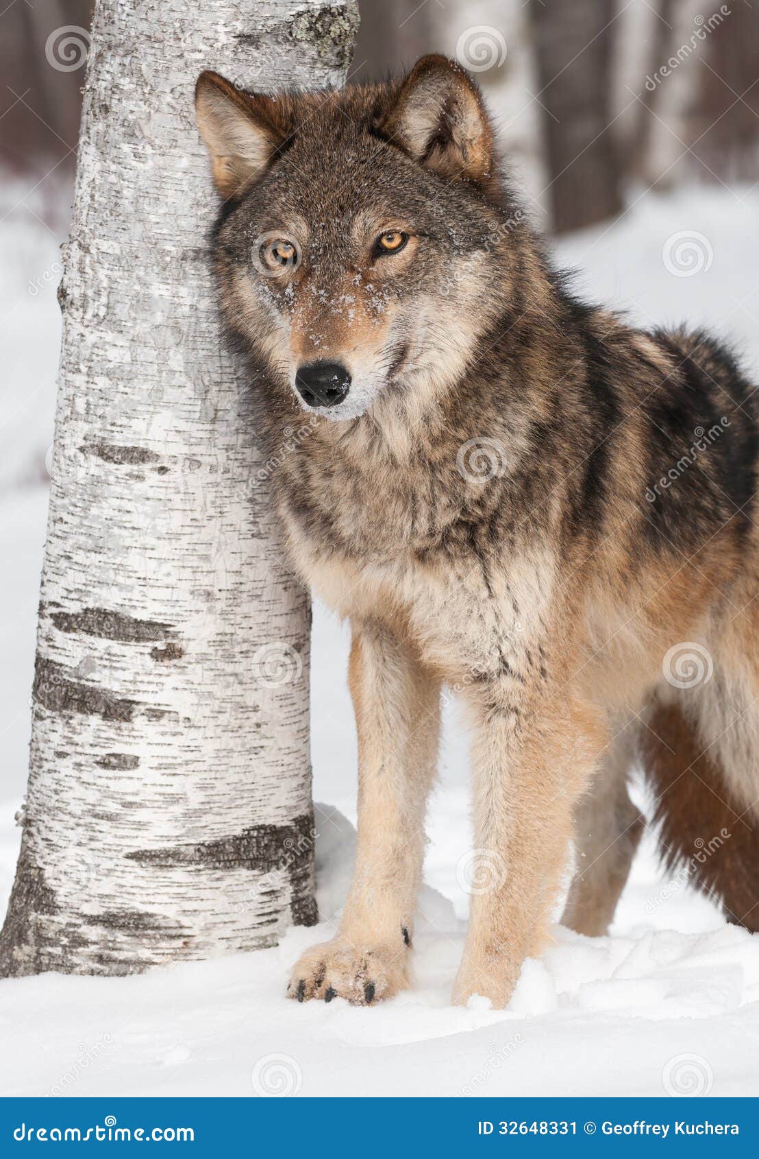 Grey Wolf (Canis Lupus) by Birch Tree Stock Image - Image of nature ...
