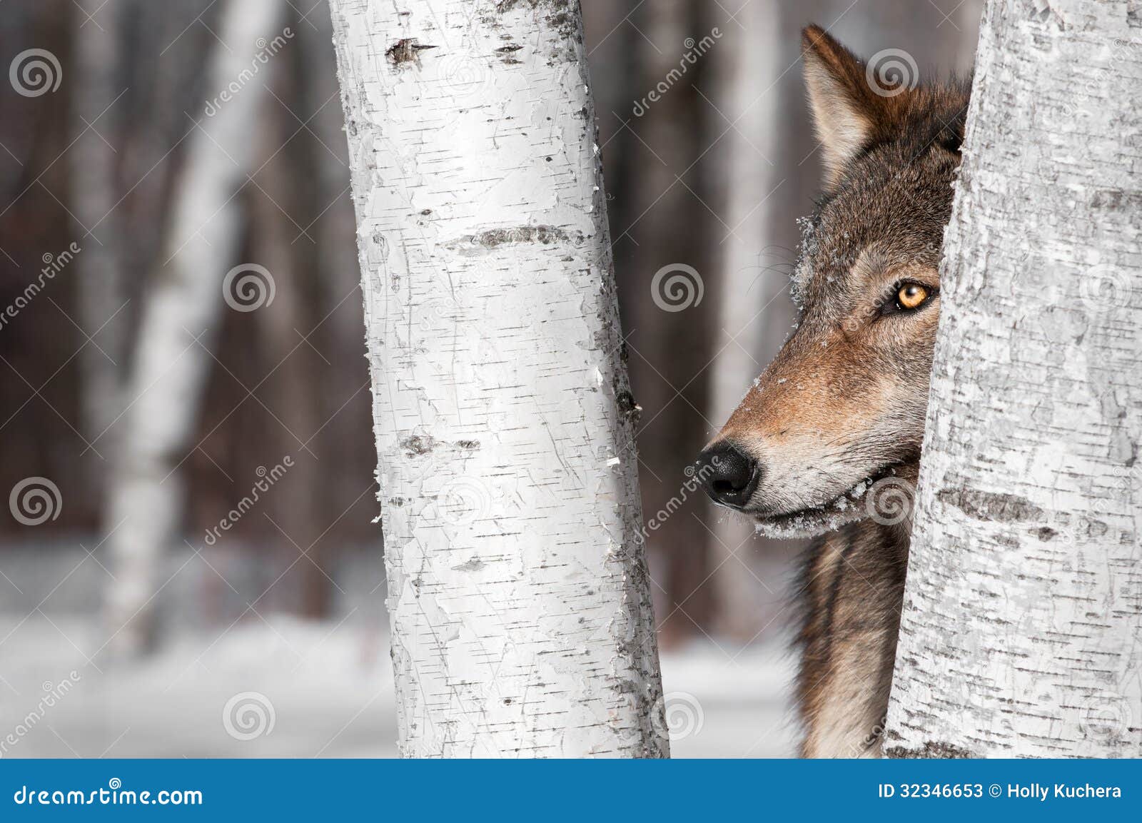 Grey Wolf (Canis Lupus) between Birch Trees Stock Image - Image of snow ...