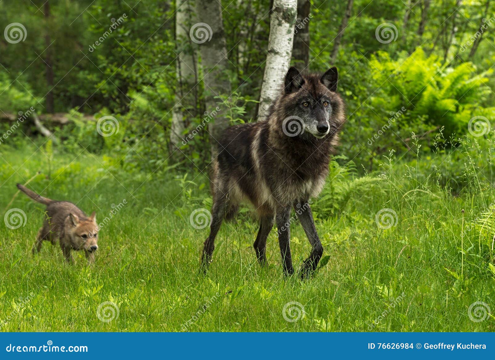 Grey Wolf (Canis Lupus) Chased by Pup Stock Photo - Image of horizontal ...
