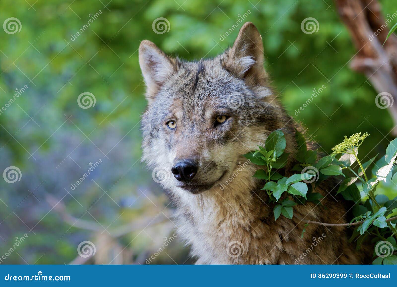 Grey Wolf - Canis Lupus stock image. Image of closeup - 86299399