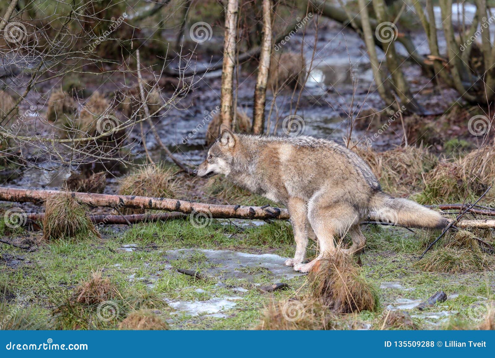 Grey Wolf, Canis Lupus, Defecating in the Nature in Winter Stock Photo ...