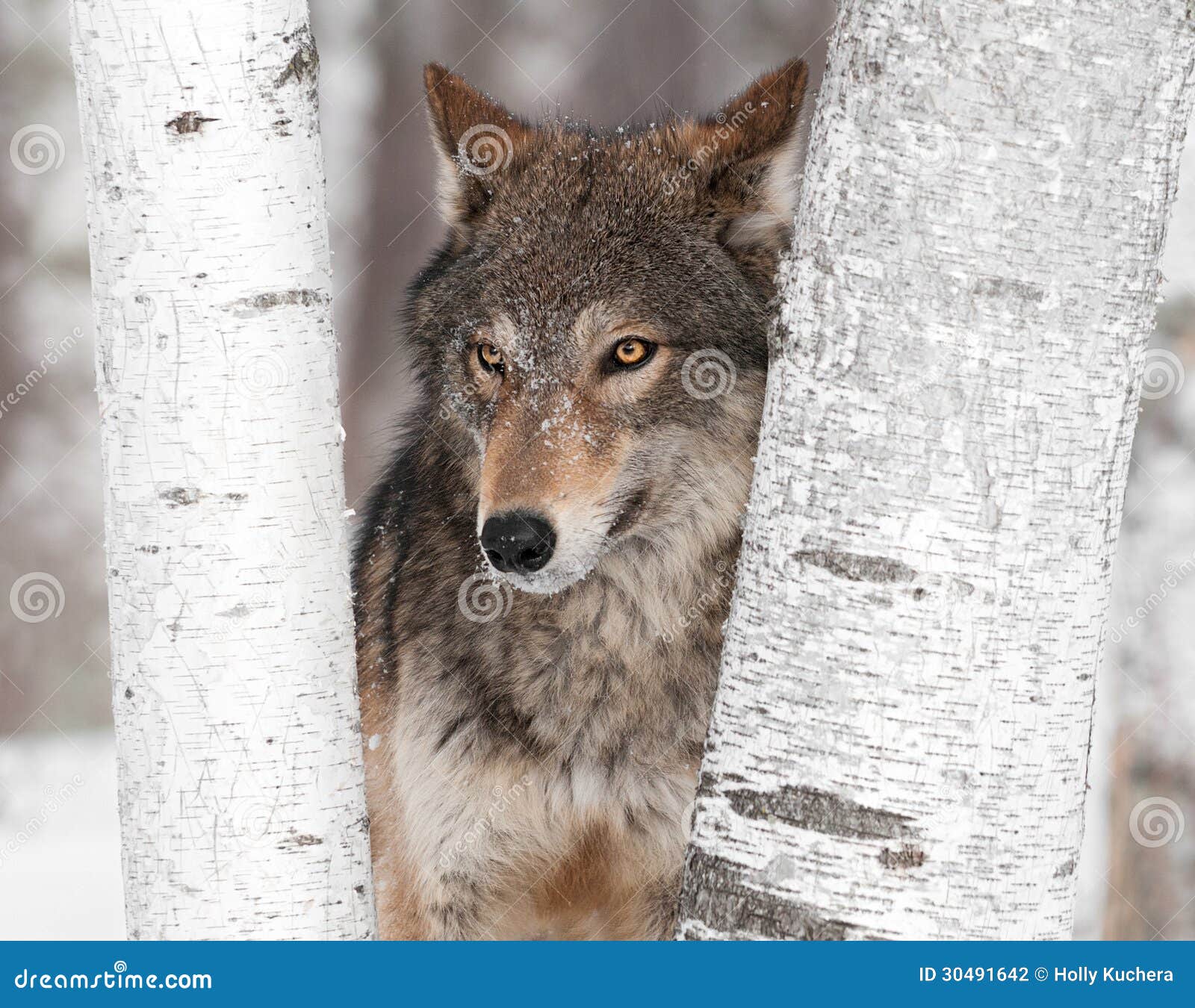 Grey Wolf (Canis Lupus) Ears Back between Trees Stock Photo - Image of ...