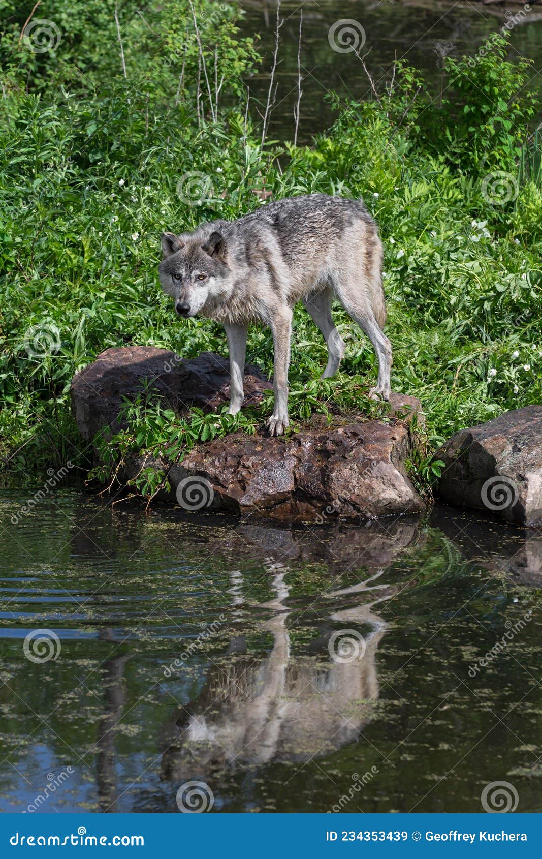 Pond Wolf Spider Pardosa Pseudoannulata Stock Photography ...