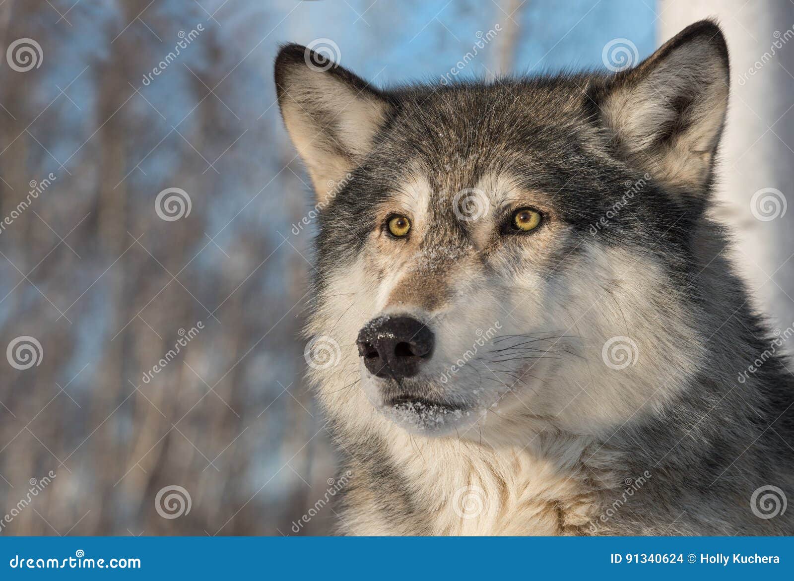 Grey Wolf Face