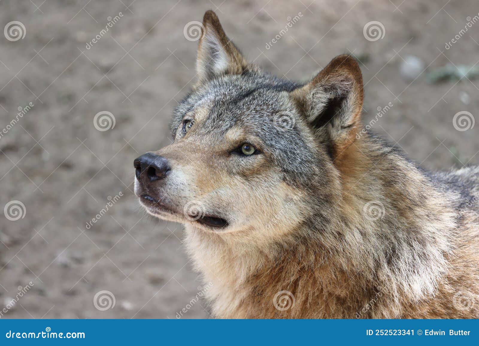 Grey wolf Canis lupus stock image. Image of grey, natural - 252523341