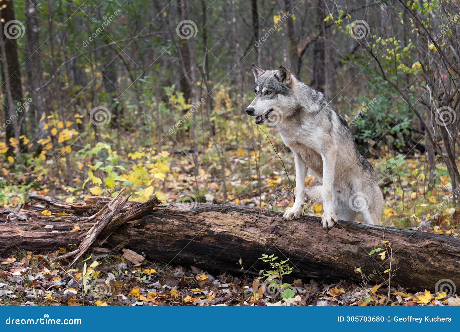 Grey Wolf (Canis Lupus) Front Paws on Log Autumn Stock Photo - Image of animal, creature: 305703680