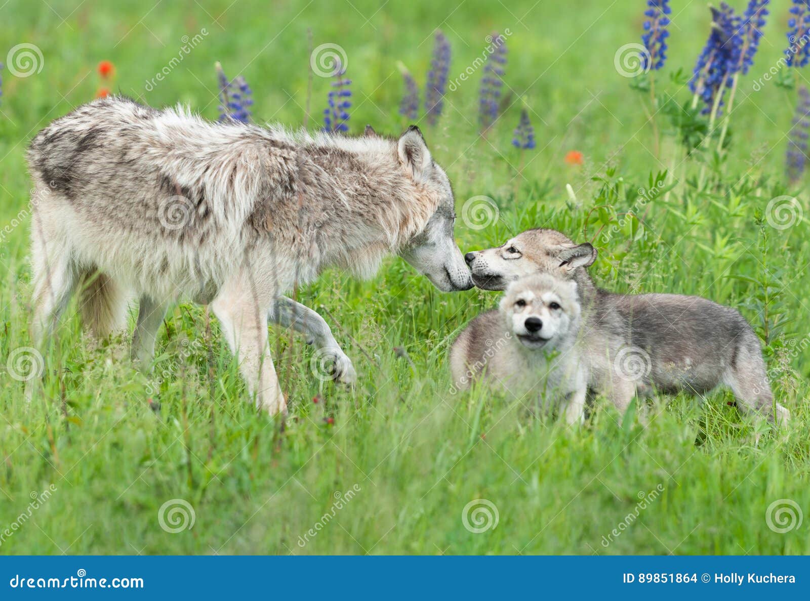 Grey Wolf Canis Lupus Greets Pups Stock Photo - Image of canis, nature ...