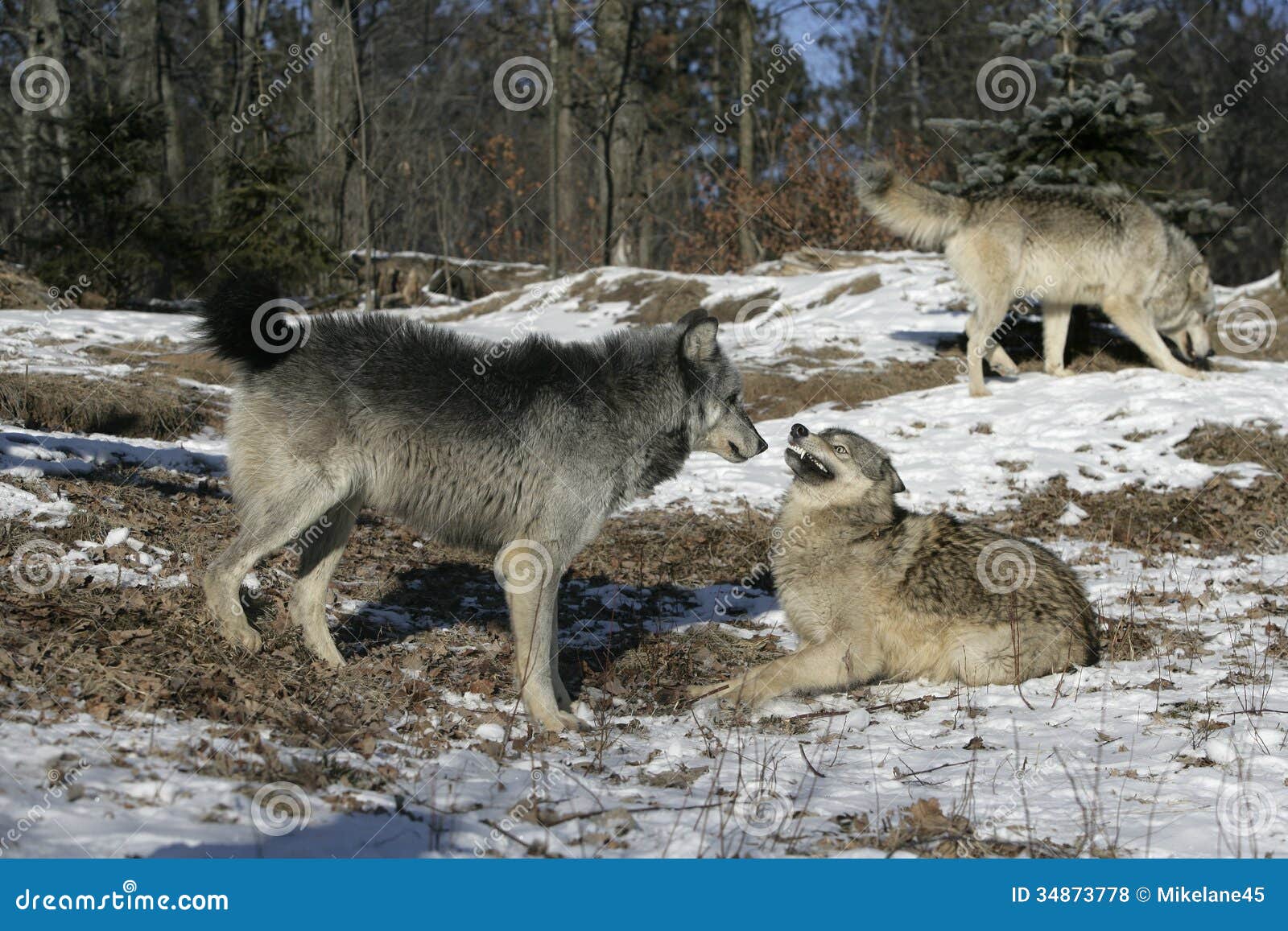 Grey wolf, Canis lupus stock photo. Image of winter, fauna - 34873778