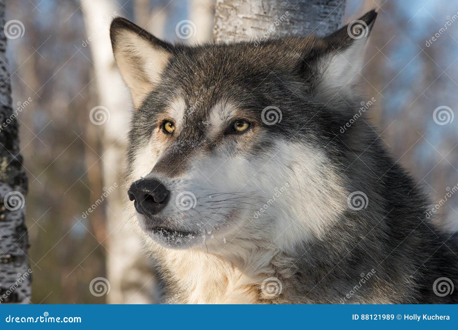 Grey Wolf Canis Lupus Head One Ear Back Stock Image - Image of lupus ...