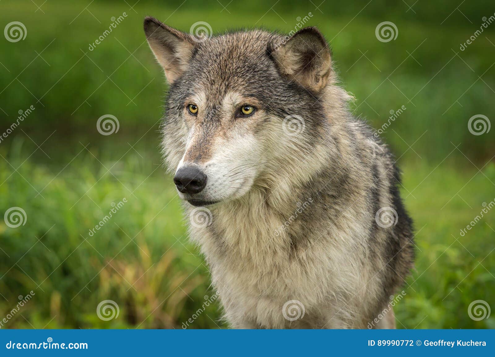 Grey Wolf Canis-Lupus Kopf stockfoto. Bild von frech - 89990772