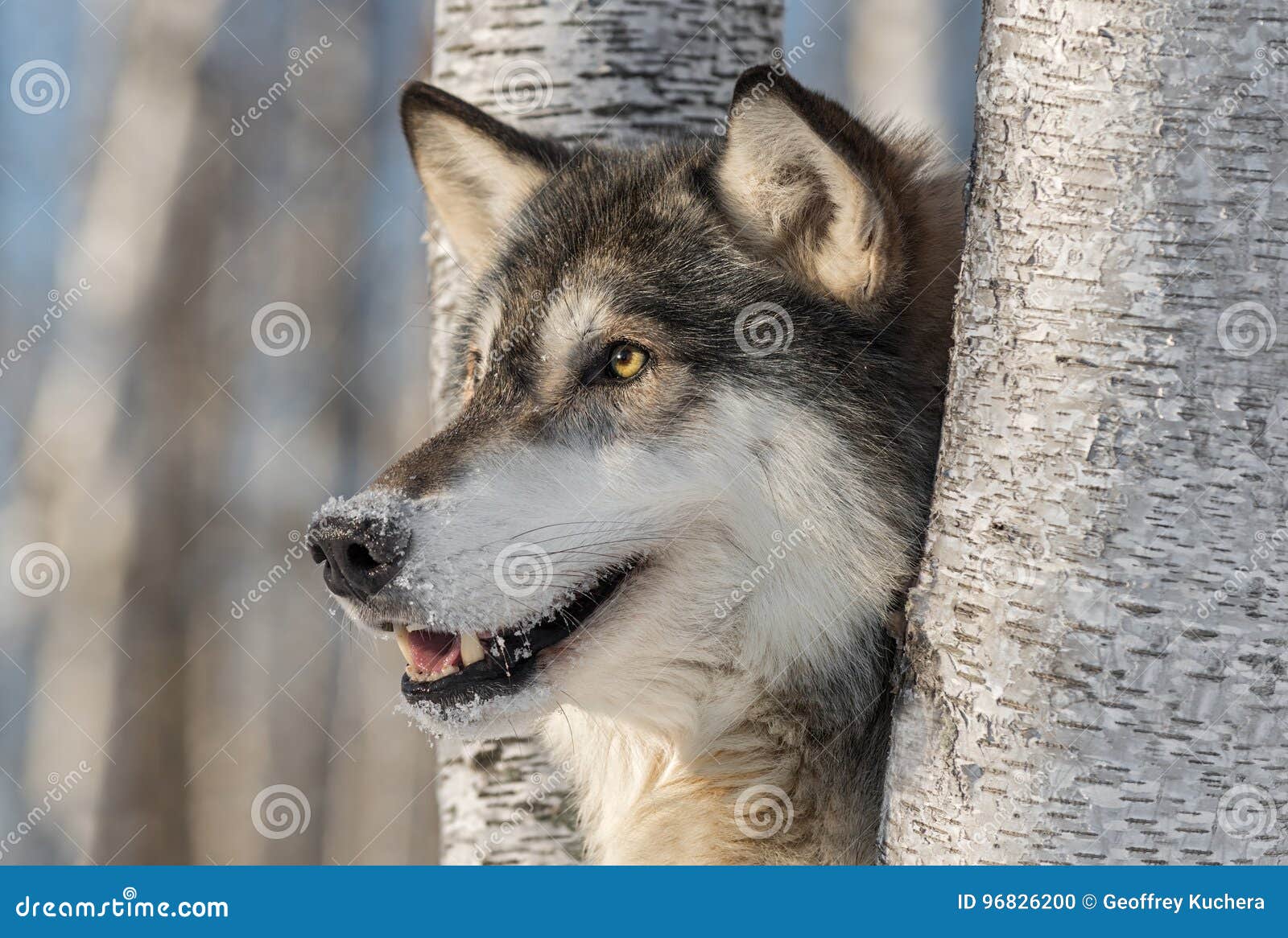 Grey Wolf Canis-Lupus Kopf Gelassen Stockfoto - Bild von horizontal ...