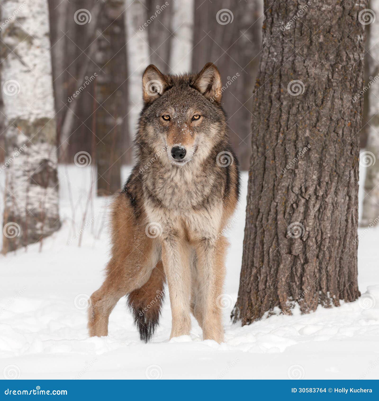 Grey Wolf (Canis Lupus) Looks Forward Stock Photo - Image of wildlife ...