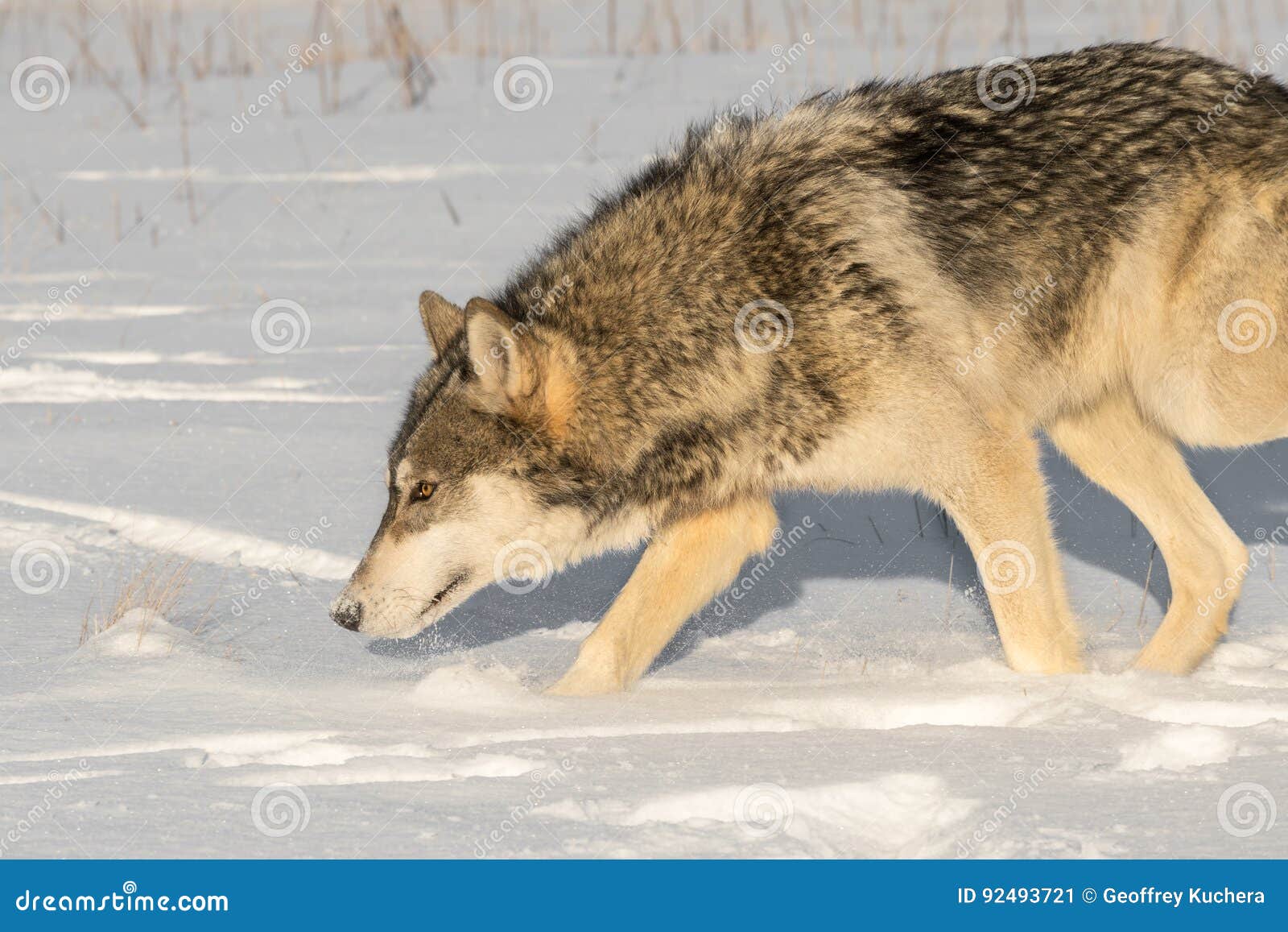 Down She Goes Stock Photography | CartoonDealer.com #78441980