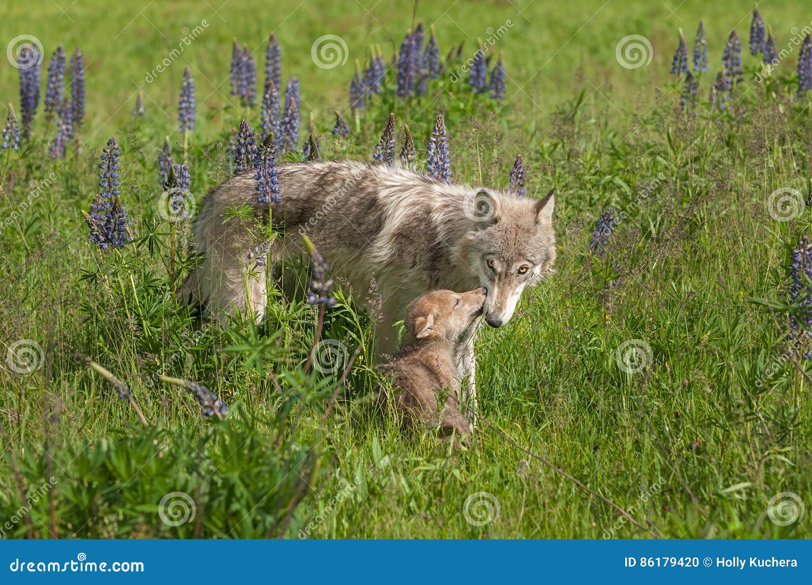 Grey Wolf Canis Lupus Nuzzled by Pup Stock Photo - Image of mammal ...