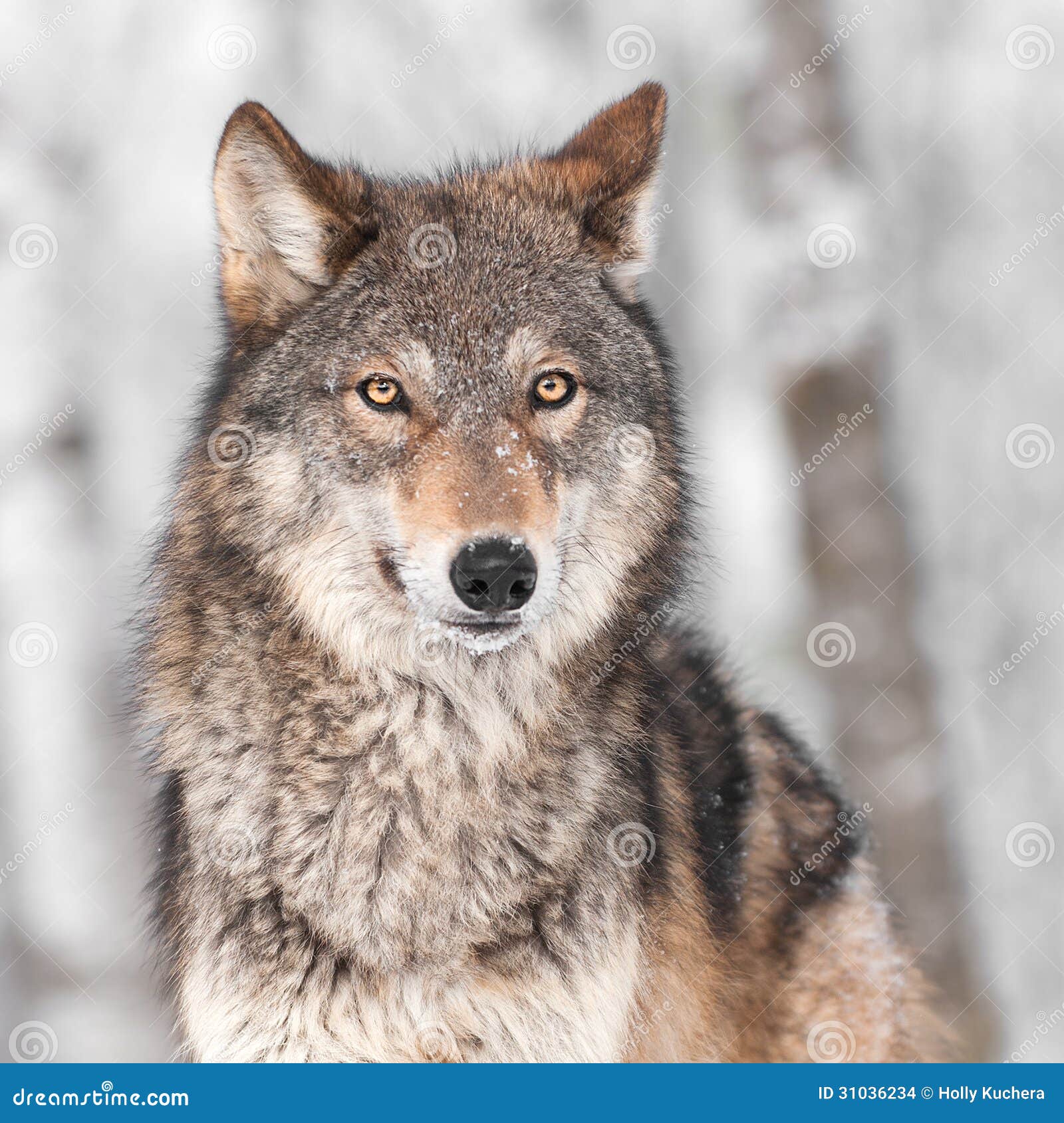 Grey Wolf (Canis Lupus) with One Ear Back Stock Photo - Image of timber ...