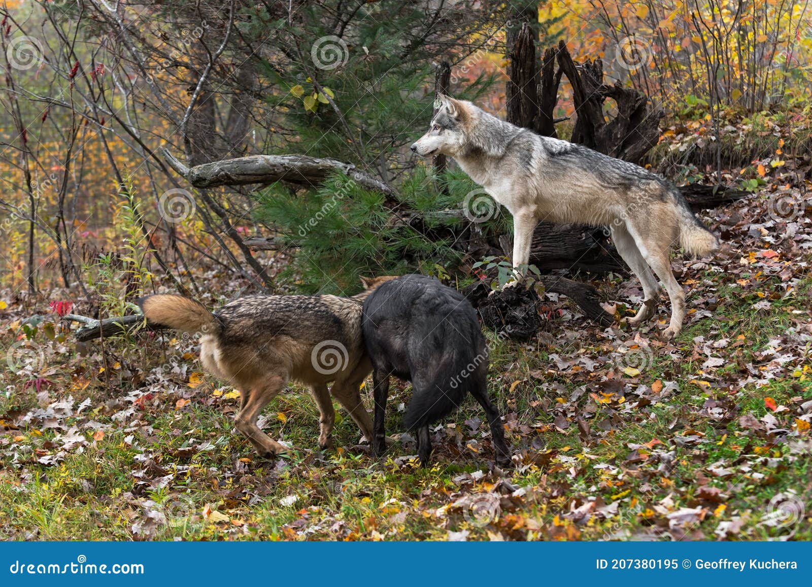 Grey Wolf Canis Lupus Paws Up on Root Bundle Two More in Foreground ...