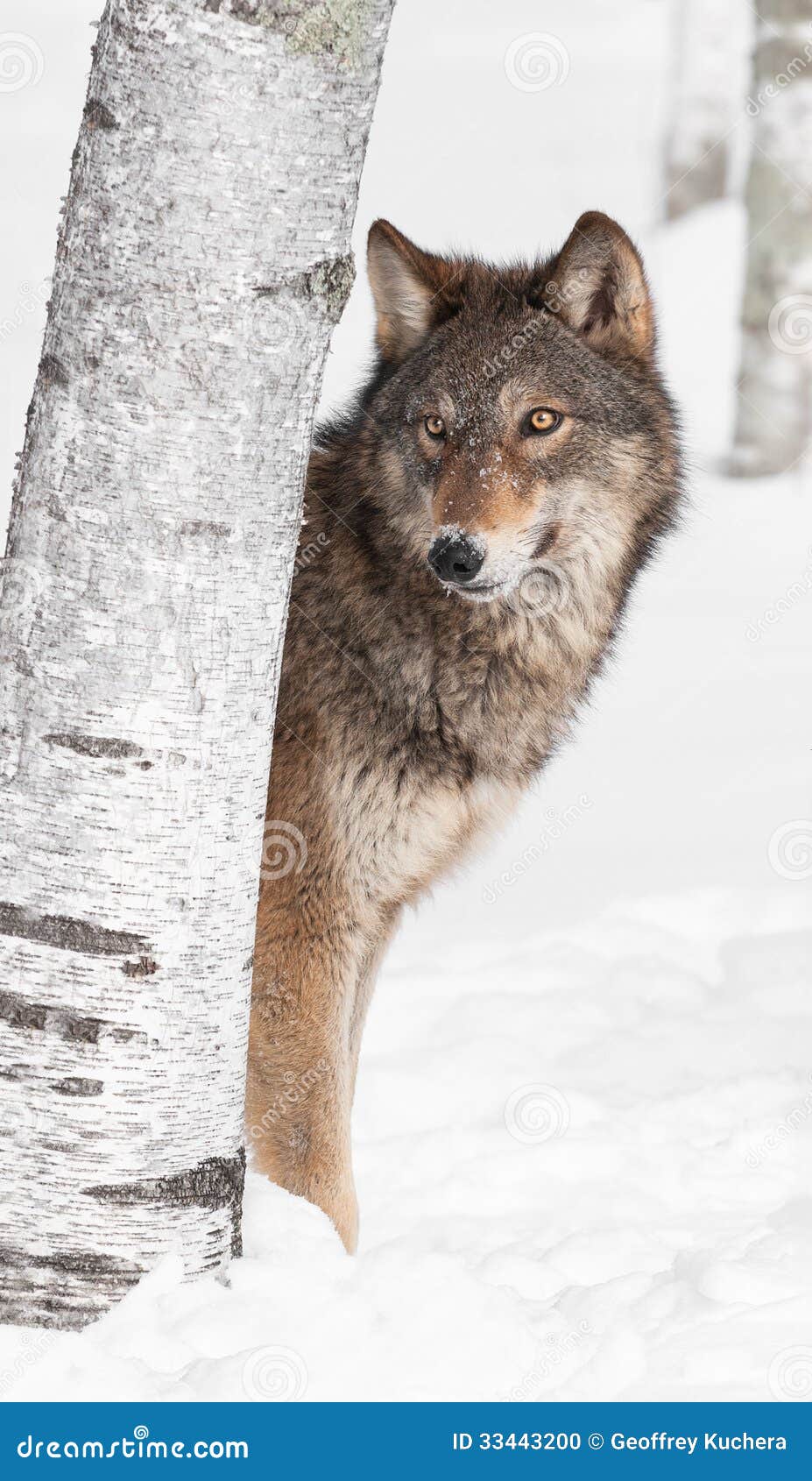 Grey Wolf (Canis Lupus) Peeks from Behind Birch Tree Stock Photo ...