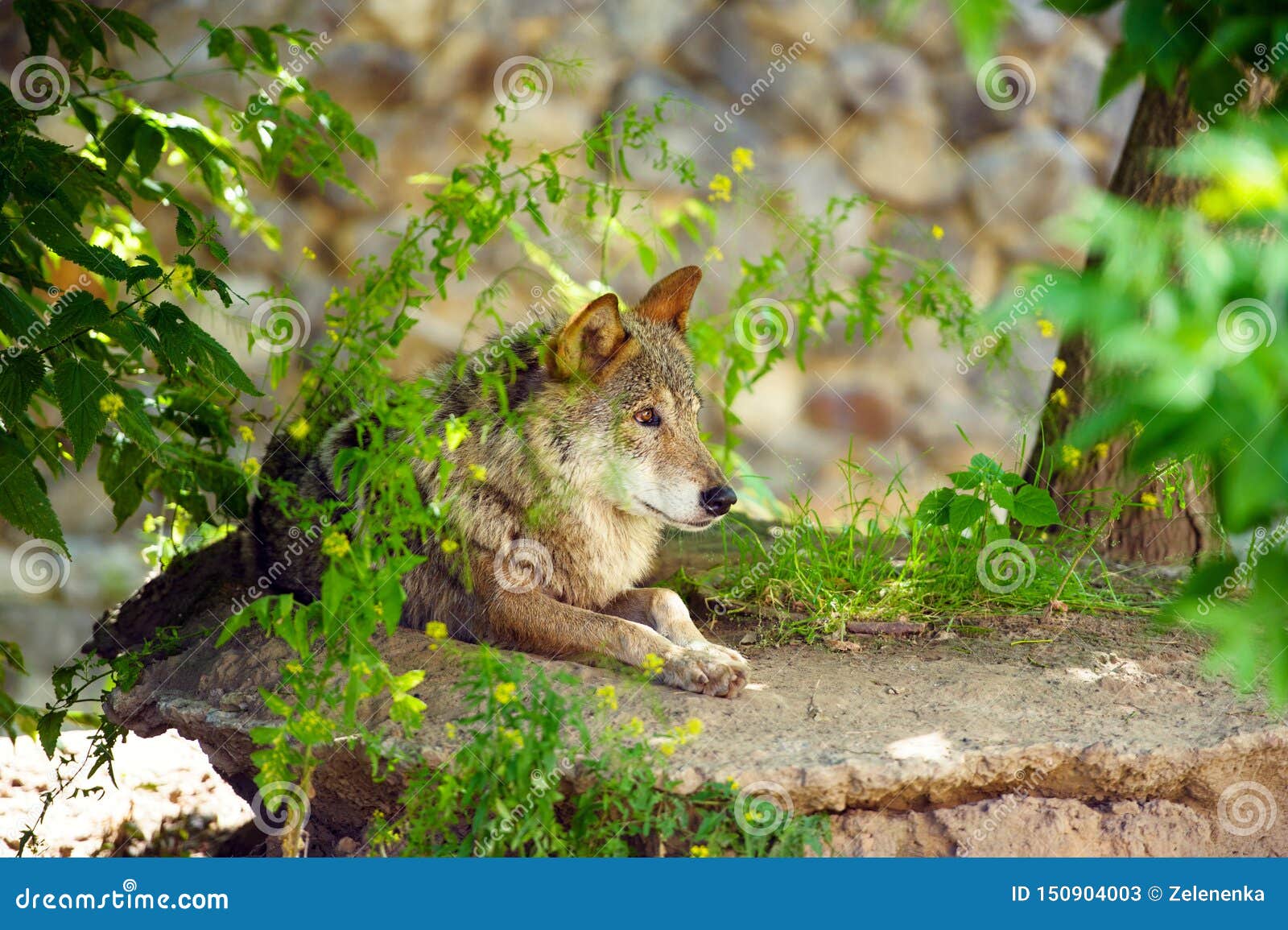 Grey Wolf (Canis Lupus) Portrait Stock Image - Image of beast, grey ...