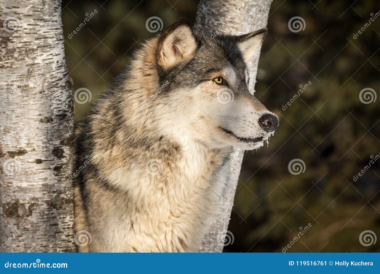 Grey Wolf Canis Lupus Profiel Right between Tree Trunks Stock Image ...