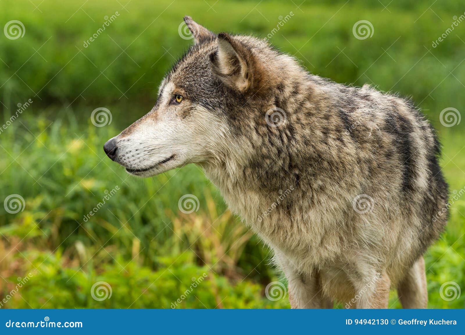 Grey Wolf Canis Lupus Profile Left Stock Photo - Image of horizontal ...