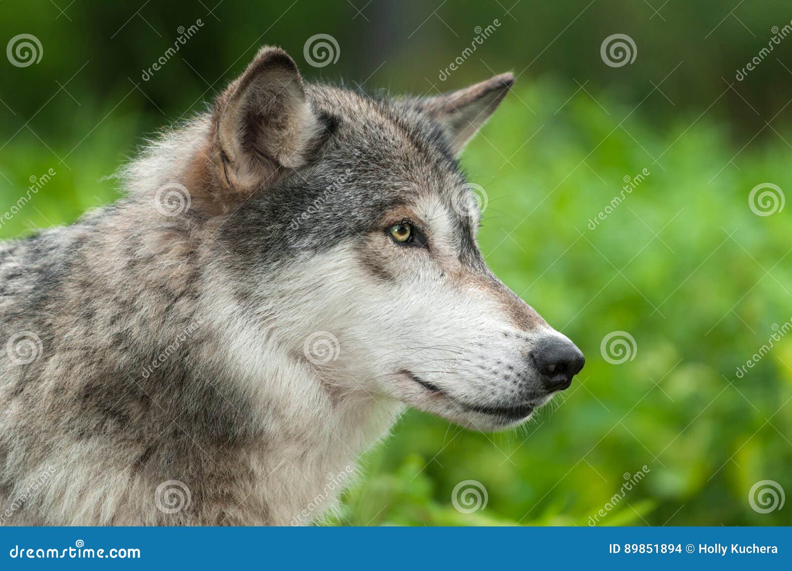 Grey Wolf Canis Lupus Profile To Right Stock Photo - Image of lupus ...