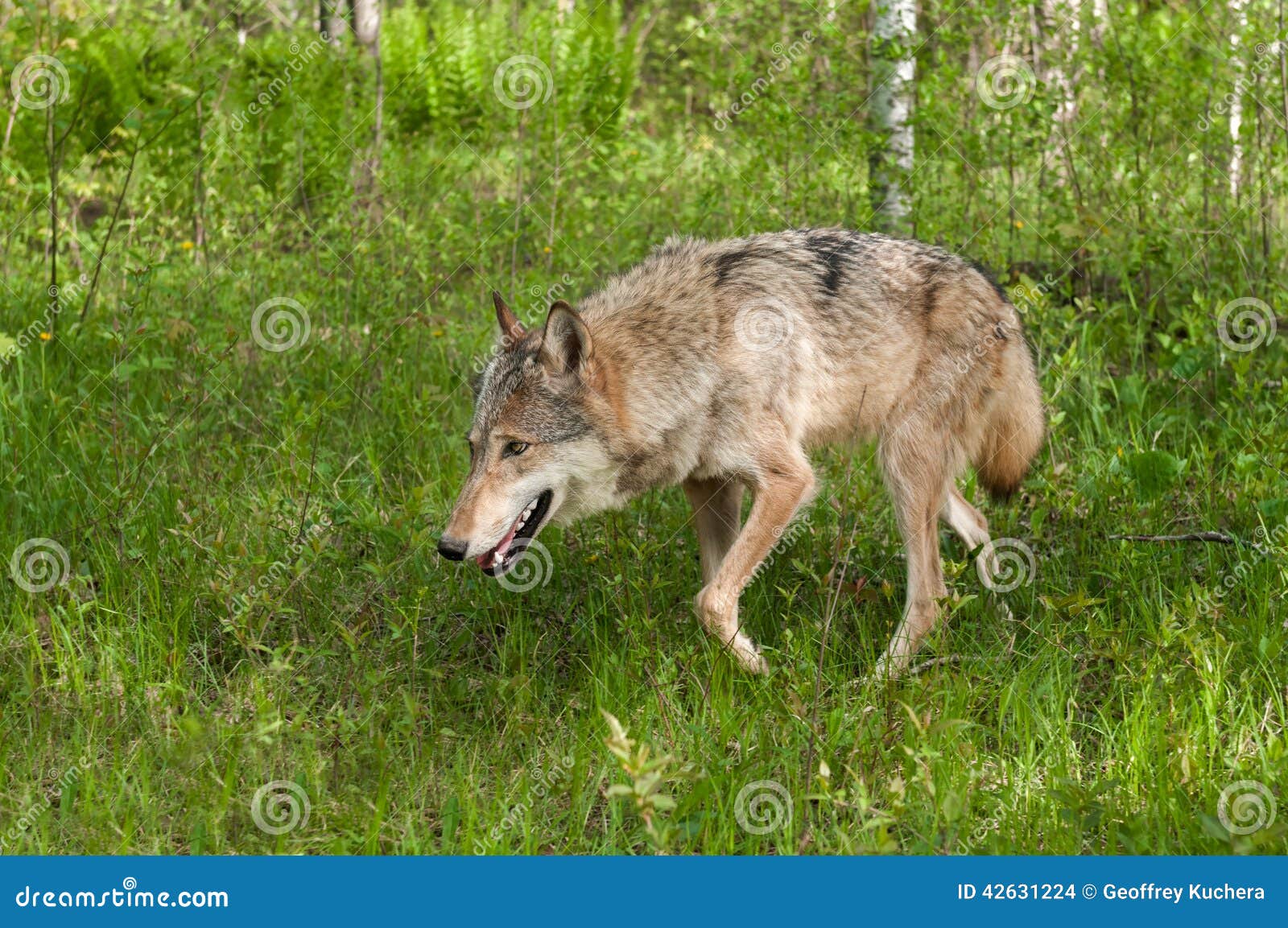 Grey Wolf (Canis Lupus) Prowls Left through Grasses Stock Photo - Image ...