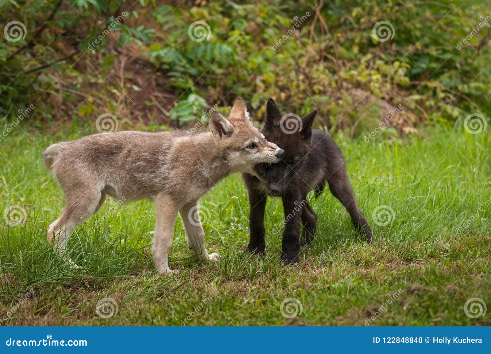 Grey Wolf Canis Lupus Pup Bites at Face of Sibling Stock Photo - Image ...