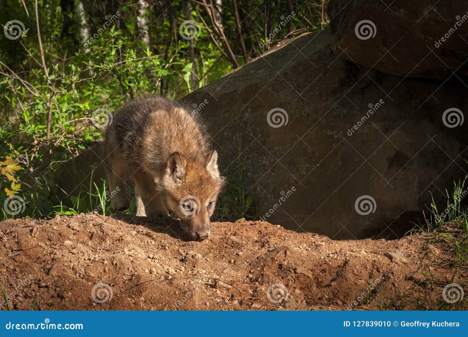 Grey Wolf Canis Lupus Pup Sniff in Front of Den Stock Photo - Image of ...