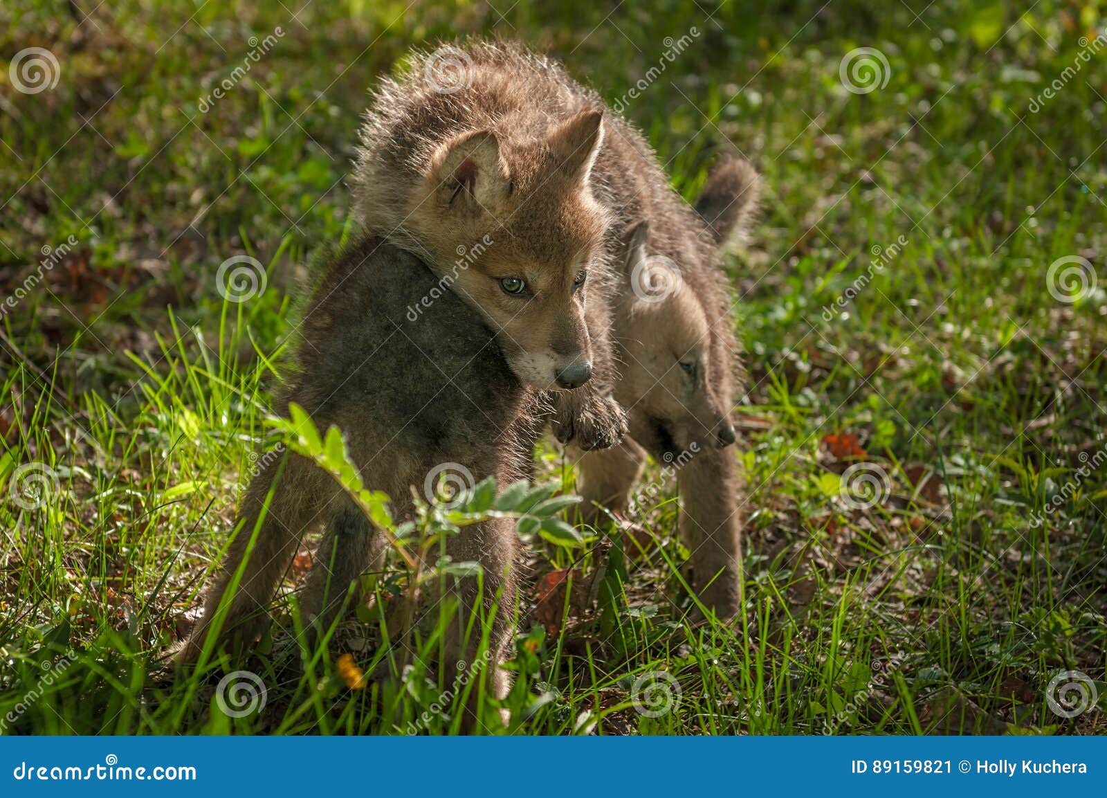 Grey Wolf Canis Lupus Pup Wrestles with Sibling Stock Image - Image of ...