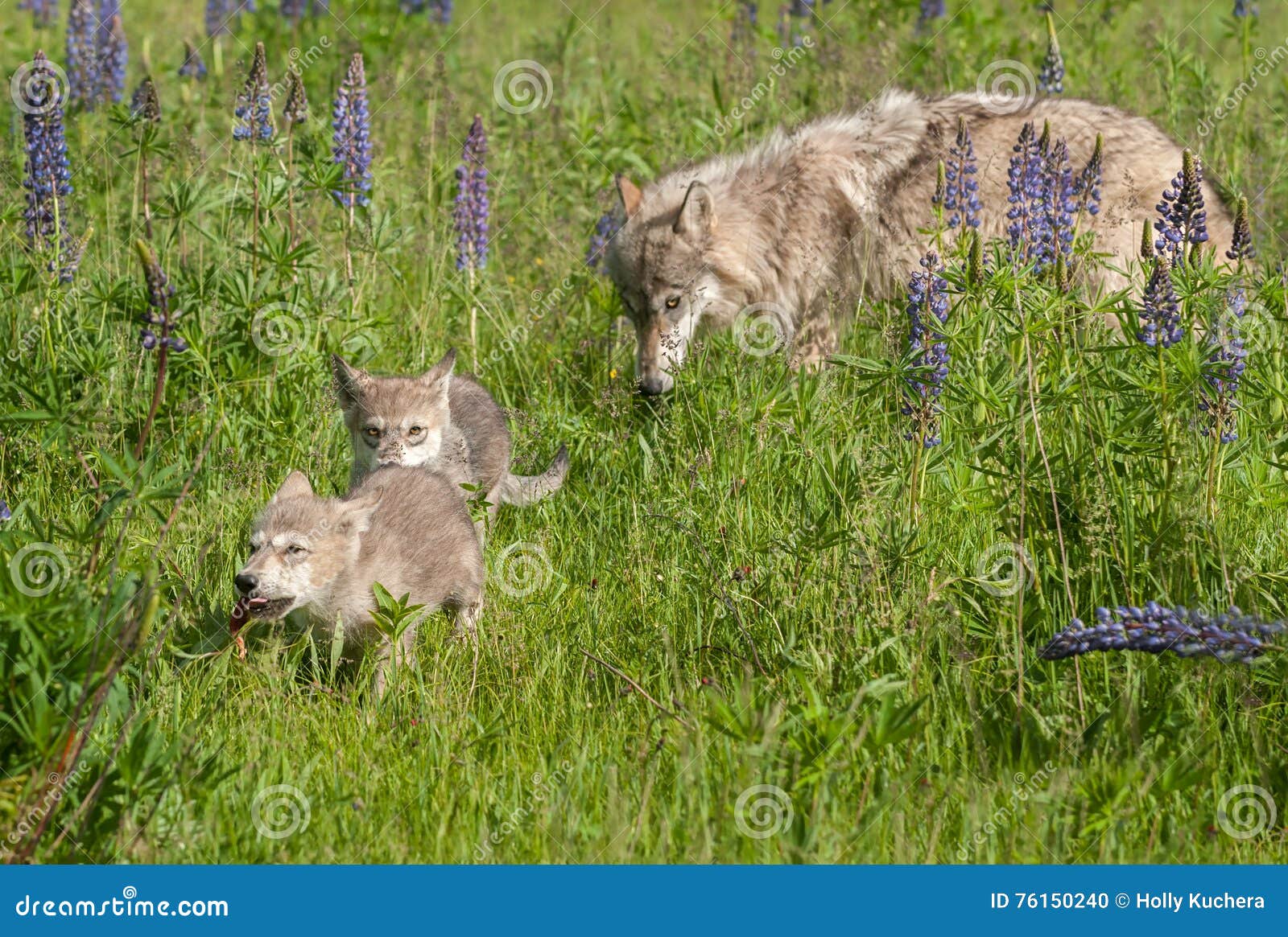 Grey Wolf (Canis Lupus) Pups Run with Yearling Behind Stock Photo ...