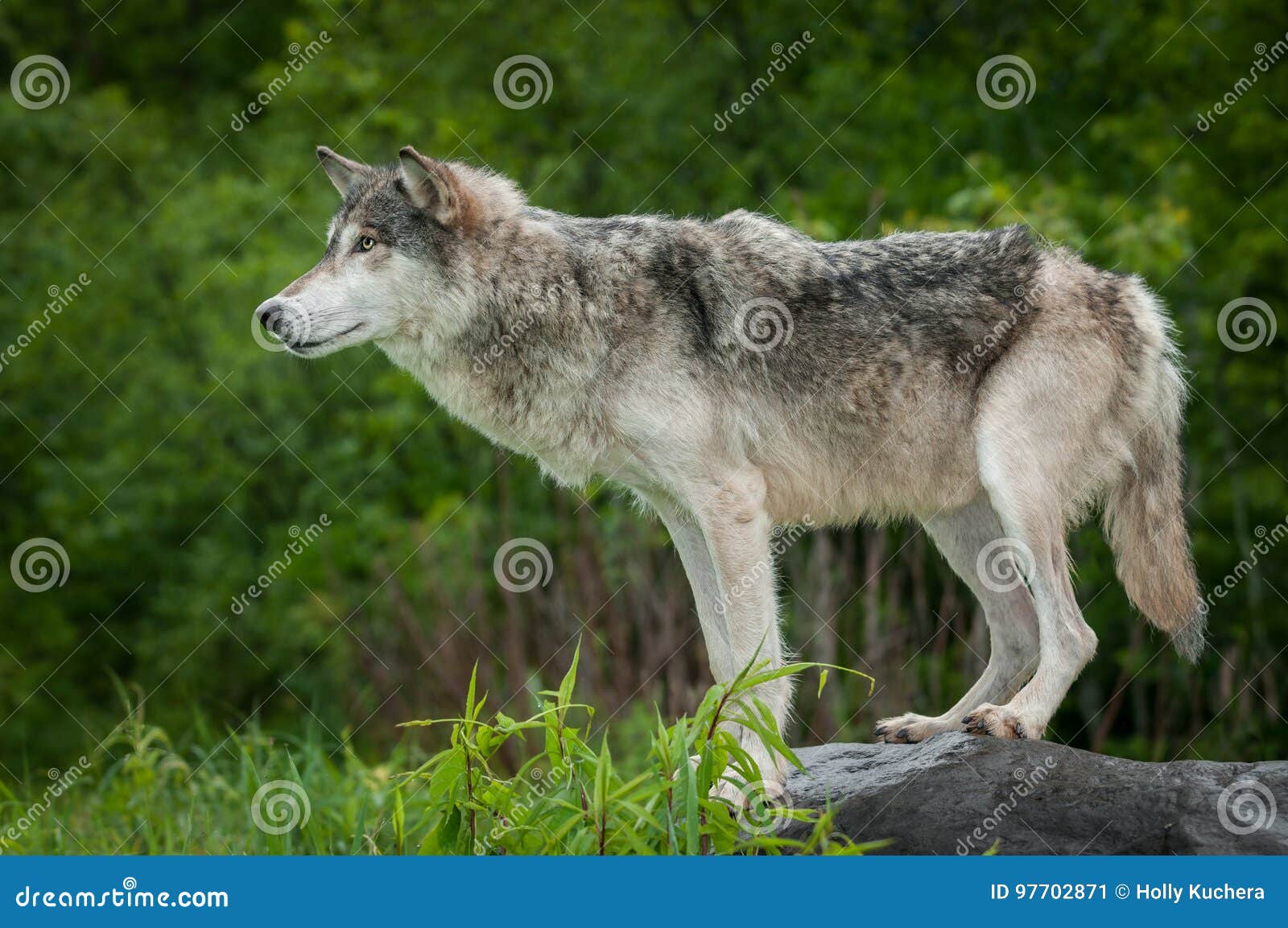 Grey Wolf Canis Lupus on Rock To Left Stock Image - Image of nature ...