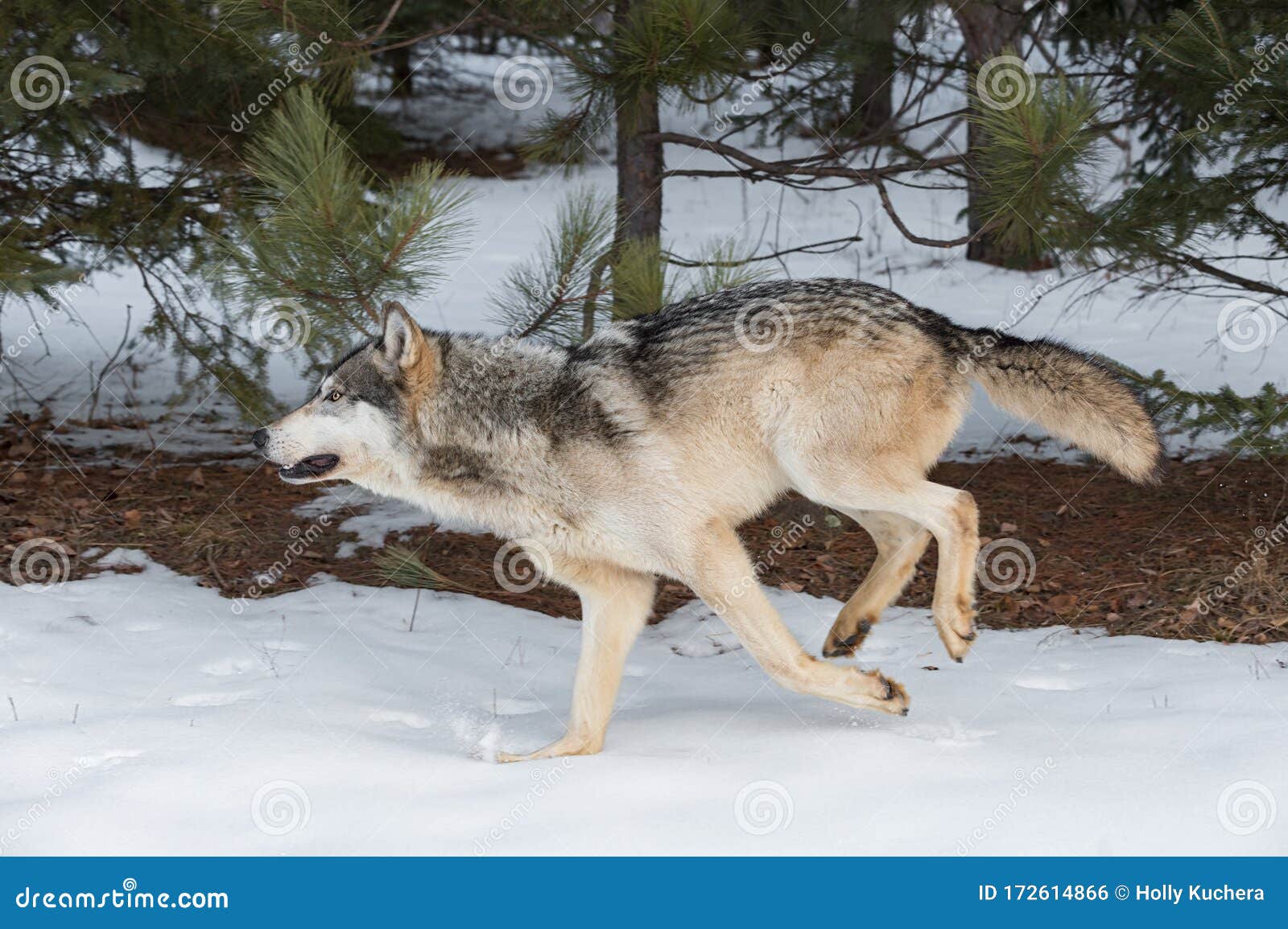 Grey Wolf Canis Lupus Runs Left Pine Trees in Background Winter Stock ...