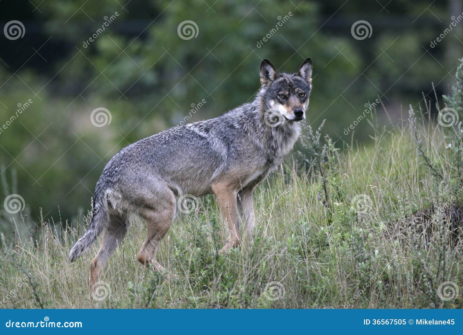 Grey wolf, Canis lupus stock image. Image of animal, canis - 36567505