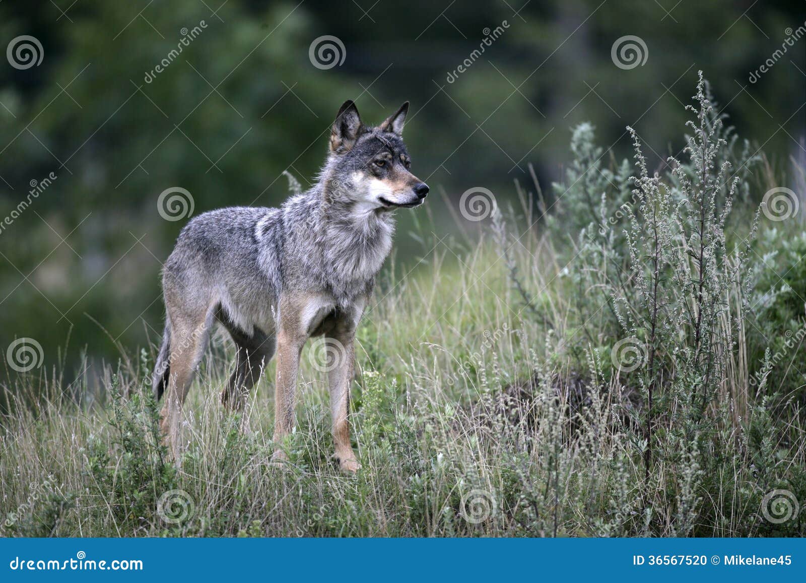Grey wolf, Canis lupus stock photo. Image of lupus, wolf - 36567520