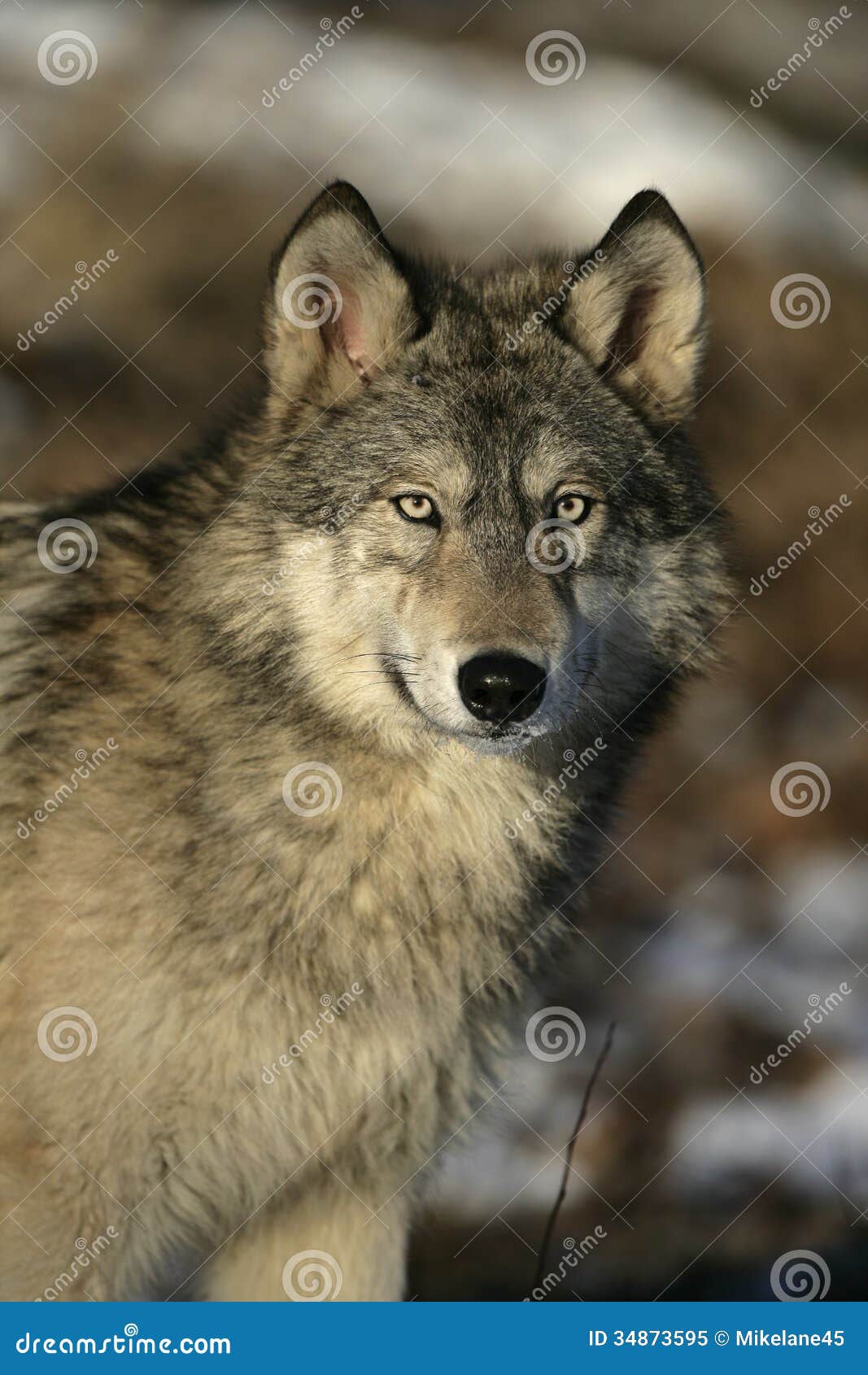 Grey wolf, Canis lupus stock image. Image of wolf, animal - 34873595