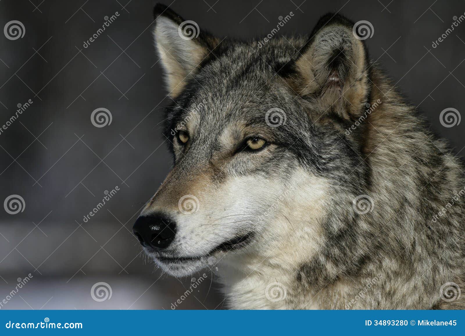 Grey wolf, Canis lupus stock photo. Image of canine, grey - 34893280